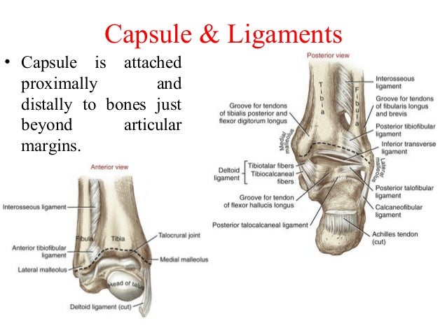 Ankle joint
