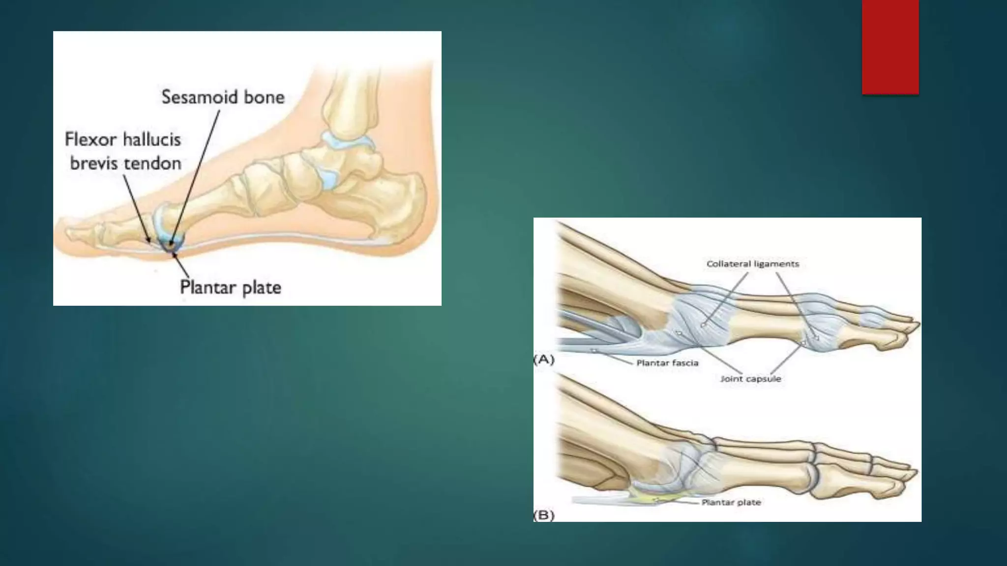 biomechanics of tarsometatarsal joint, metatarsophalangeal joint ...