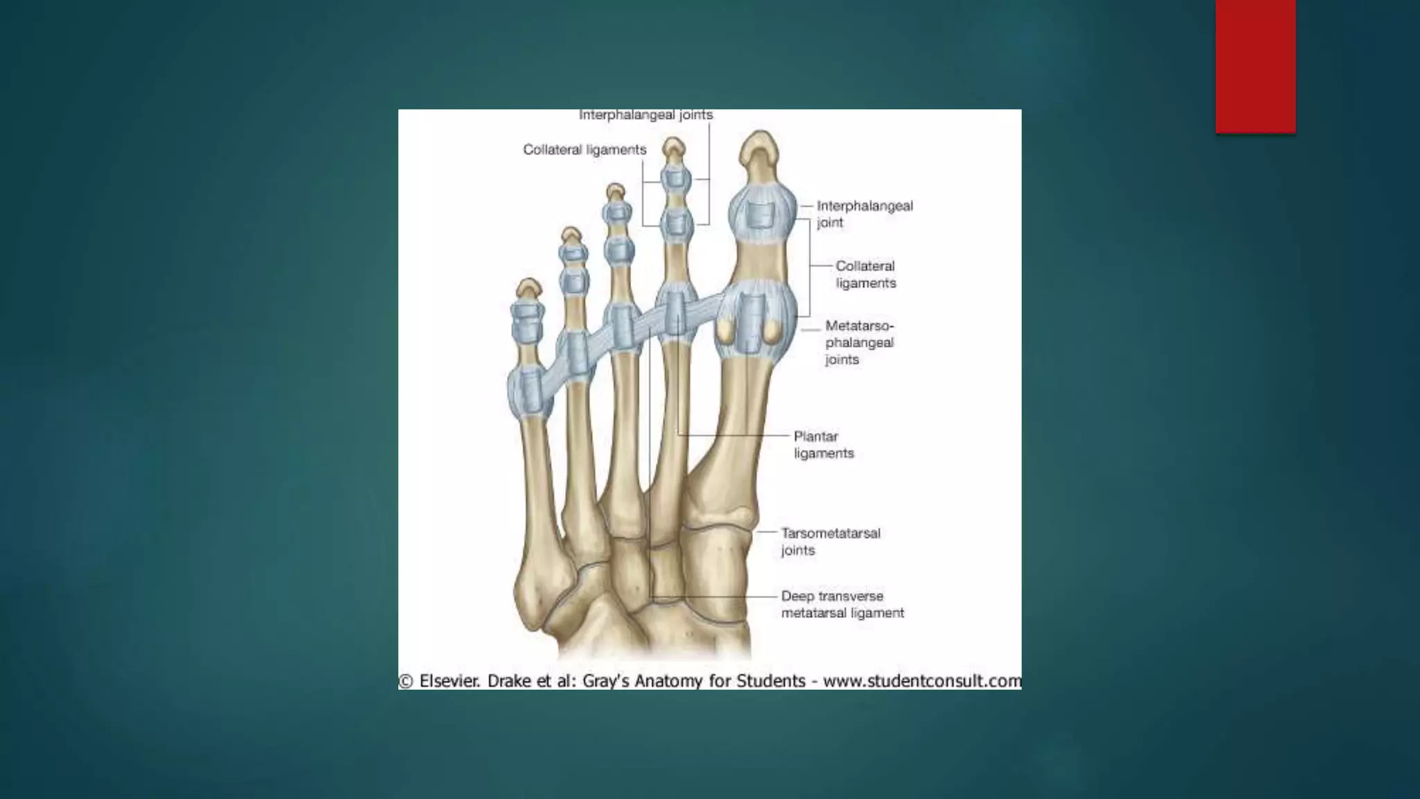 biomechanics of tarsometatarsal joint, metatarsophalangeal joint ...