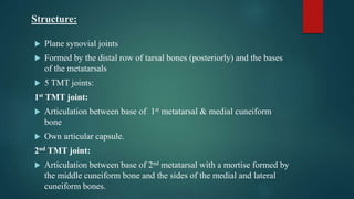 biomechanics of tarsometatarsal joint, metatarsophalangeal joint ...