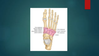 biomechanics of tarsometatarsal joint, metatarsophalangeal joint ...