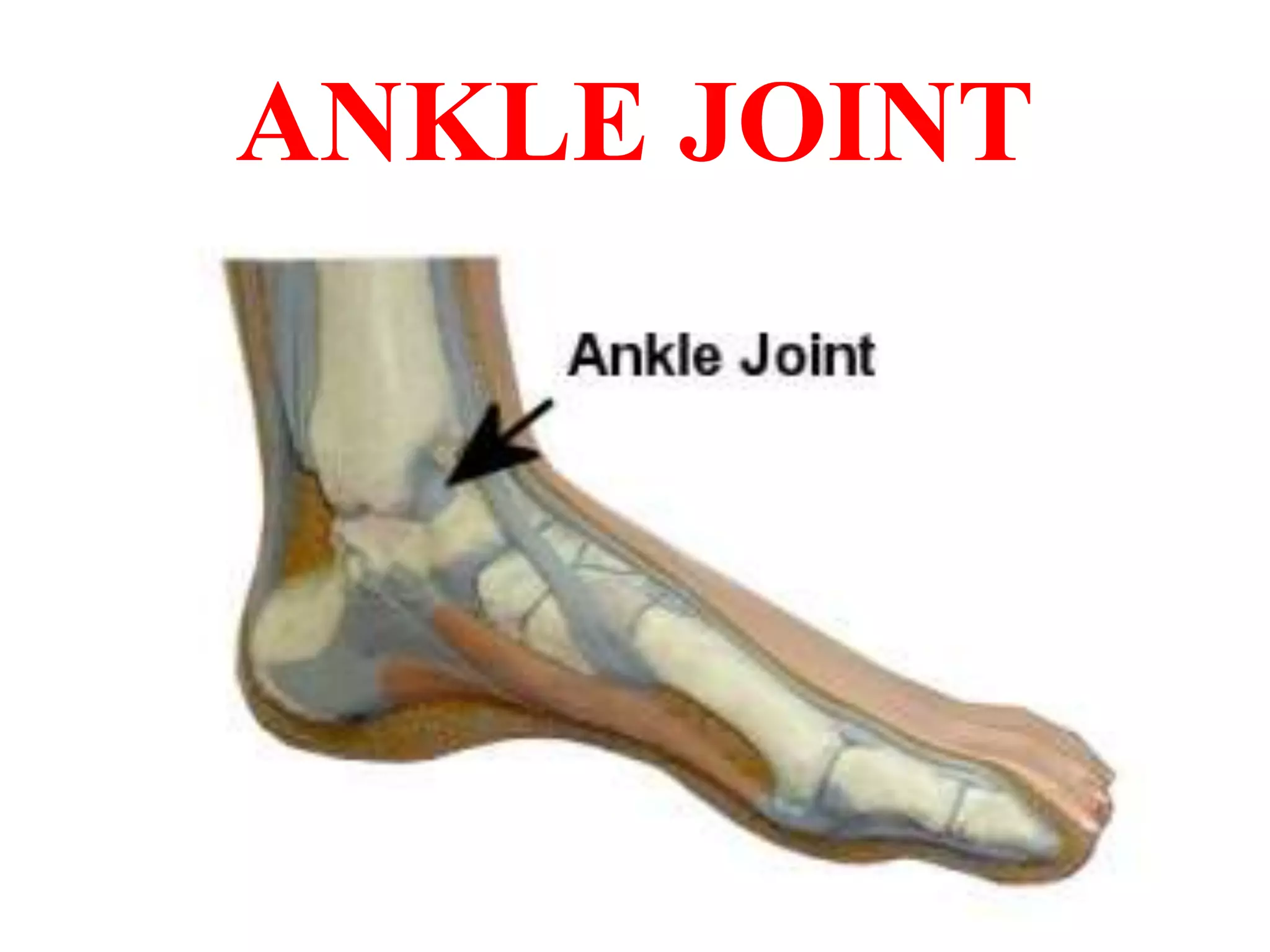 Anatomy of Ankle joint | PPT