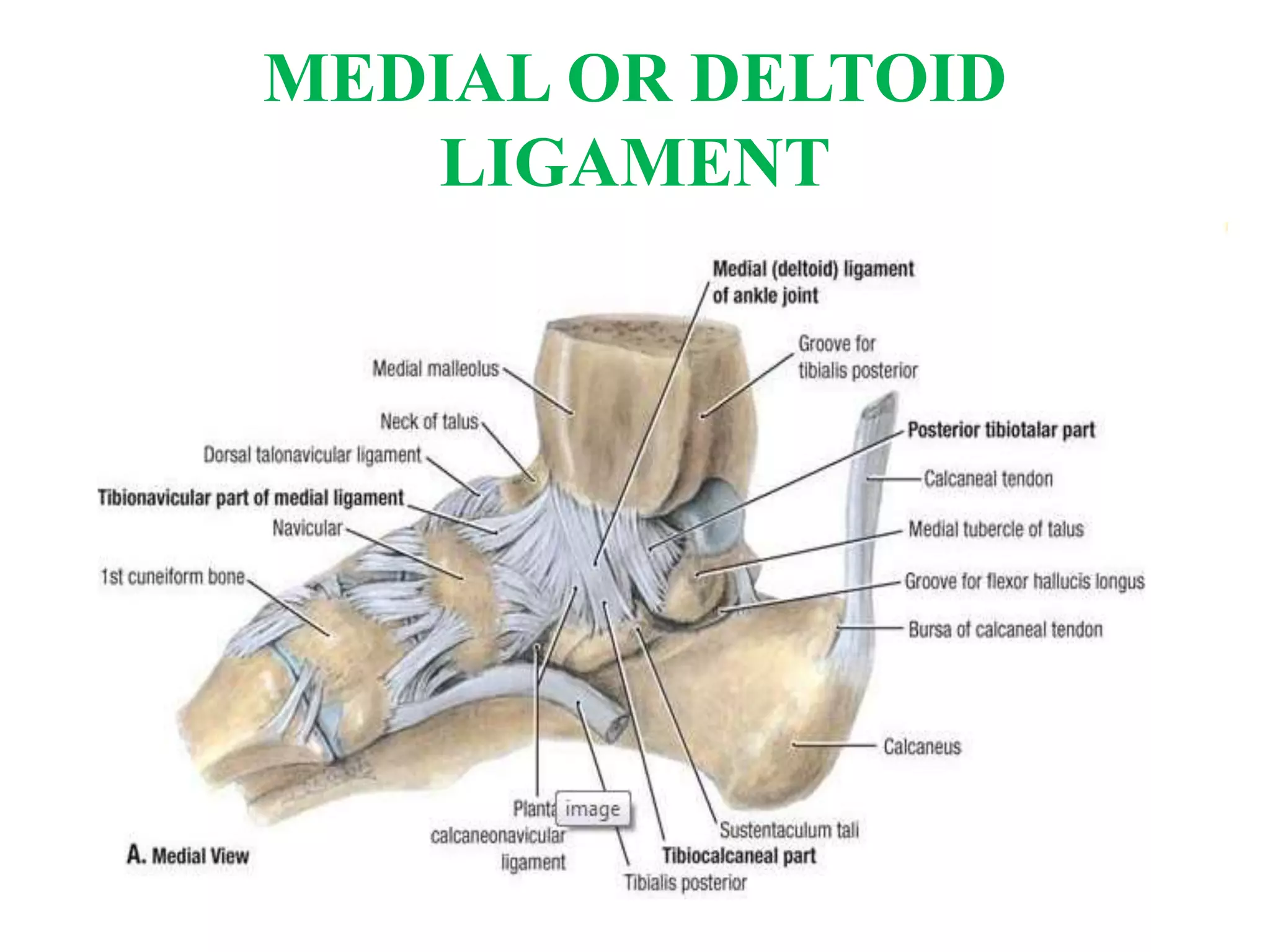 Anatomy of Ankle joint | PPTX