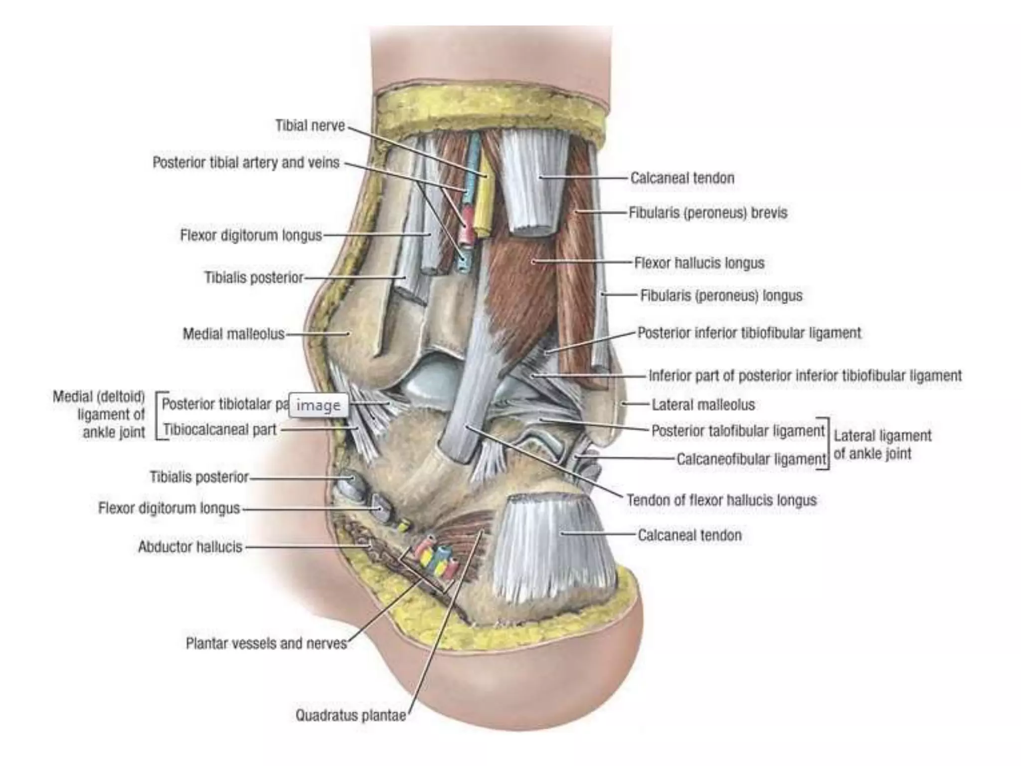 Anatomy of Ankle joint | PPTX