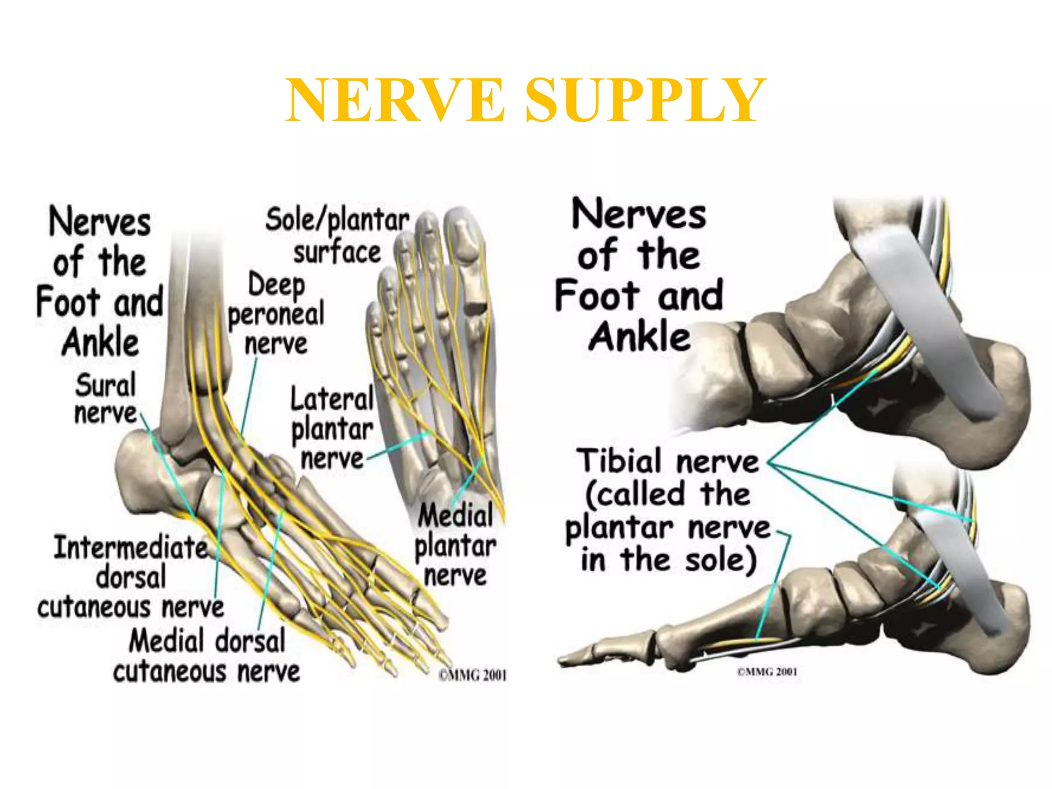 Anatomy of Ankle joint | PPTX