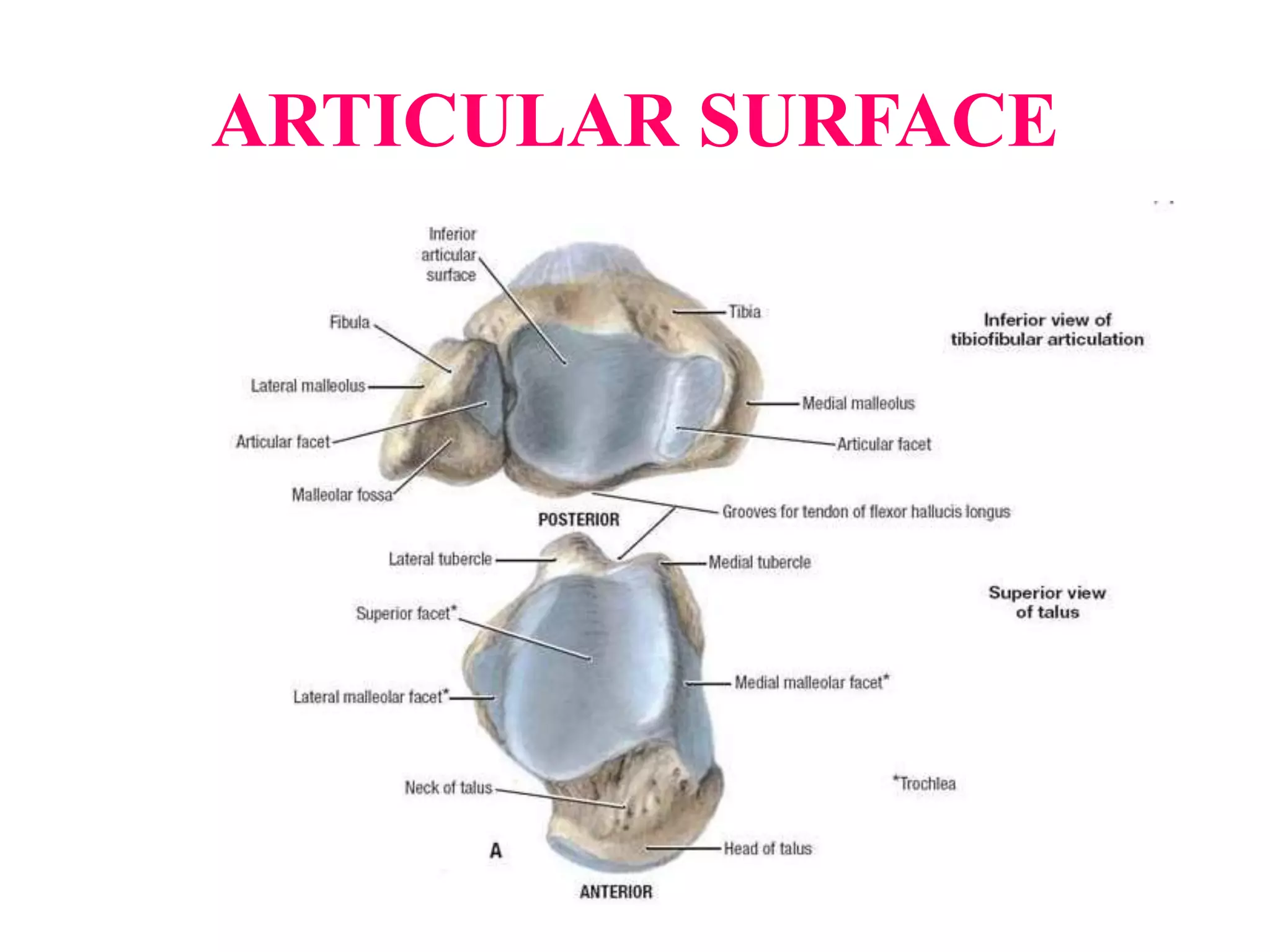 Anatomy of Ankle joint | PPTX