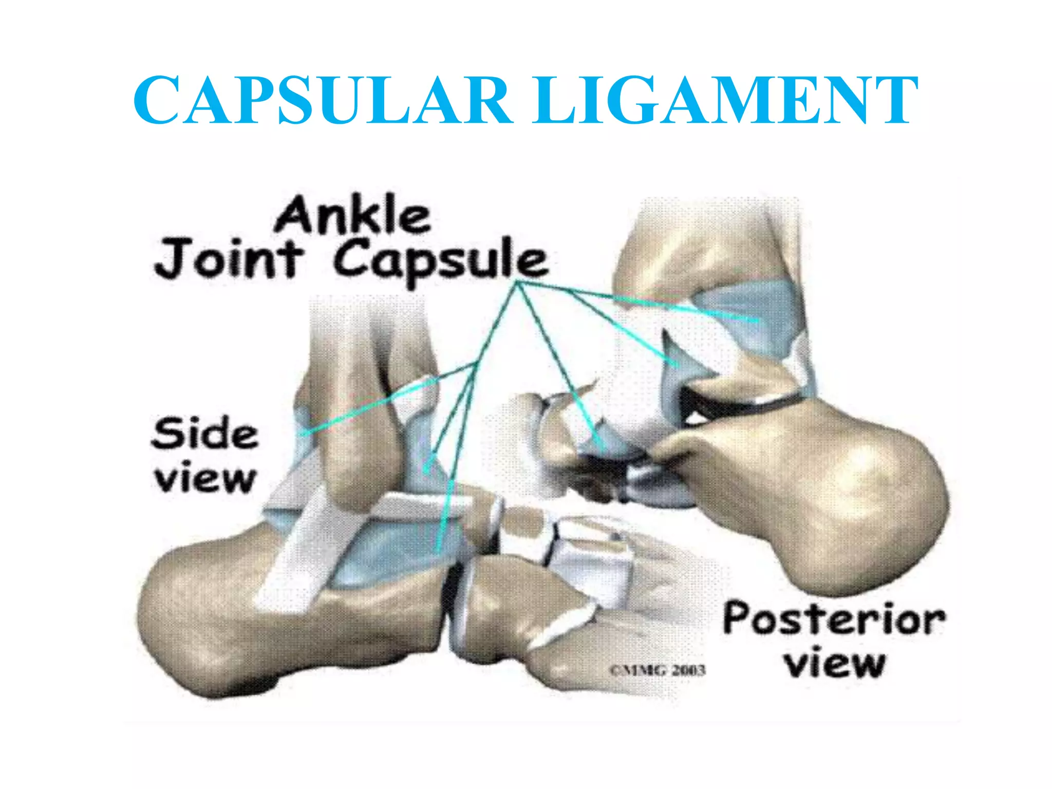 Anatomy of Ankle joint | PPTX