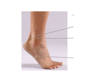 Anatomy of Ankle joint | PPTX