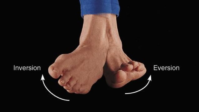 The Gross anatomy of the ANKLE JOINT.pptx with relations | PPT