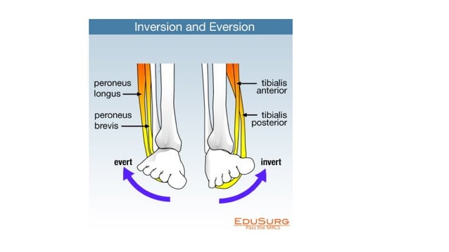 The Gross anatomy of the ANKLE JOINT.pptx with relations | PPT