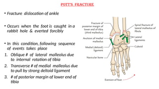 The Gross anatomy of the ANKLE JOINT.pptx with relations | PPT