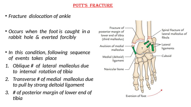 The Gross anatomy of the ANKLE JOINT.pptx with relations | PPT