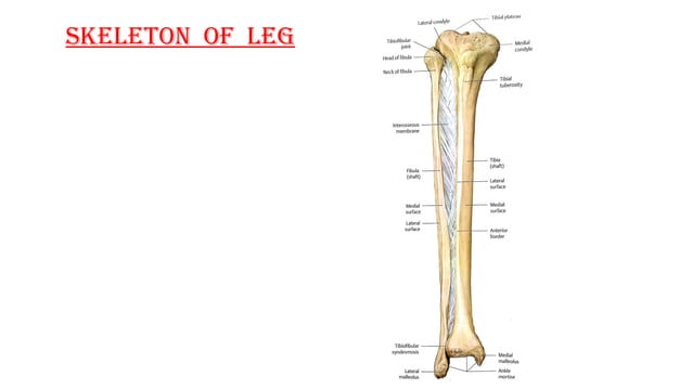 The Gross anatomy of the ANKLE JOINT.pptx with relations | PPT