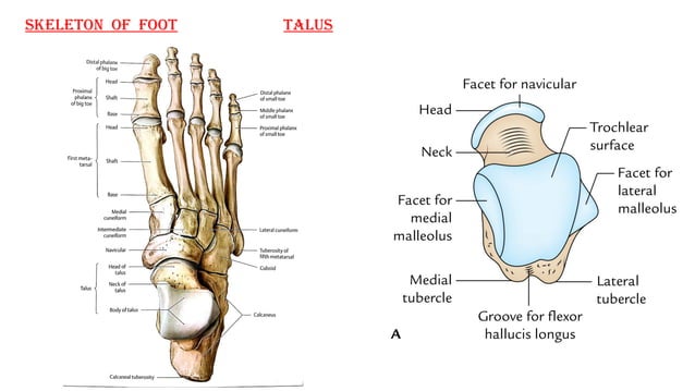 The Gross anatomy of the ANKLE JOINT.pptx with relations | PPT