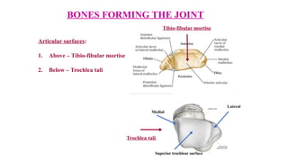 anatomical & clinical aspects of the ankle joint | PPTX