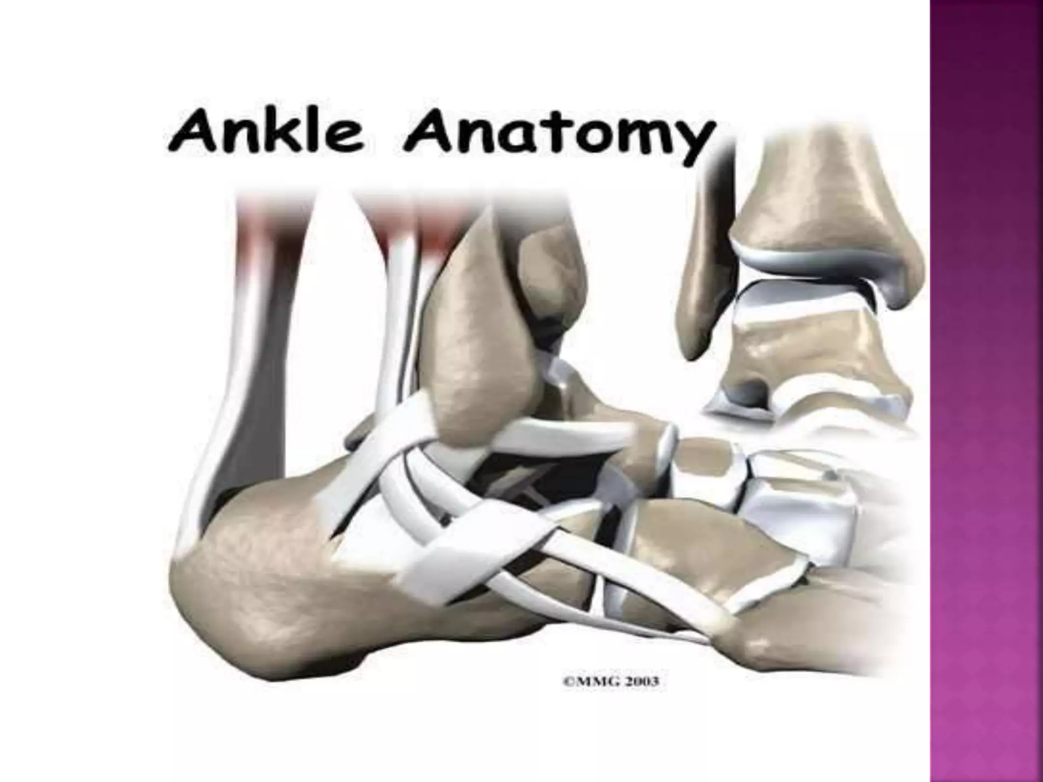 Ankle joint anatomy | PPTX