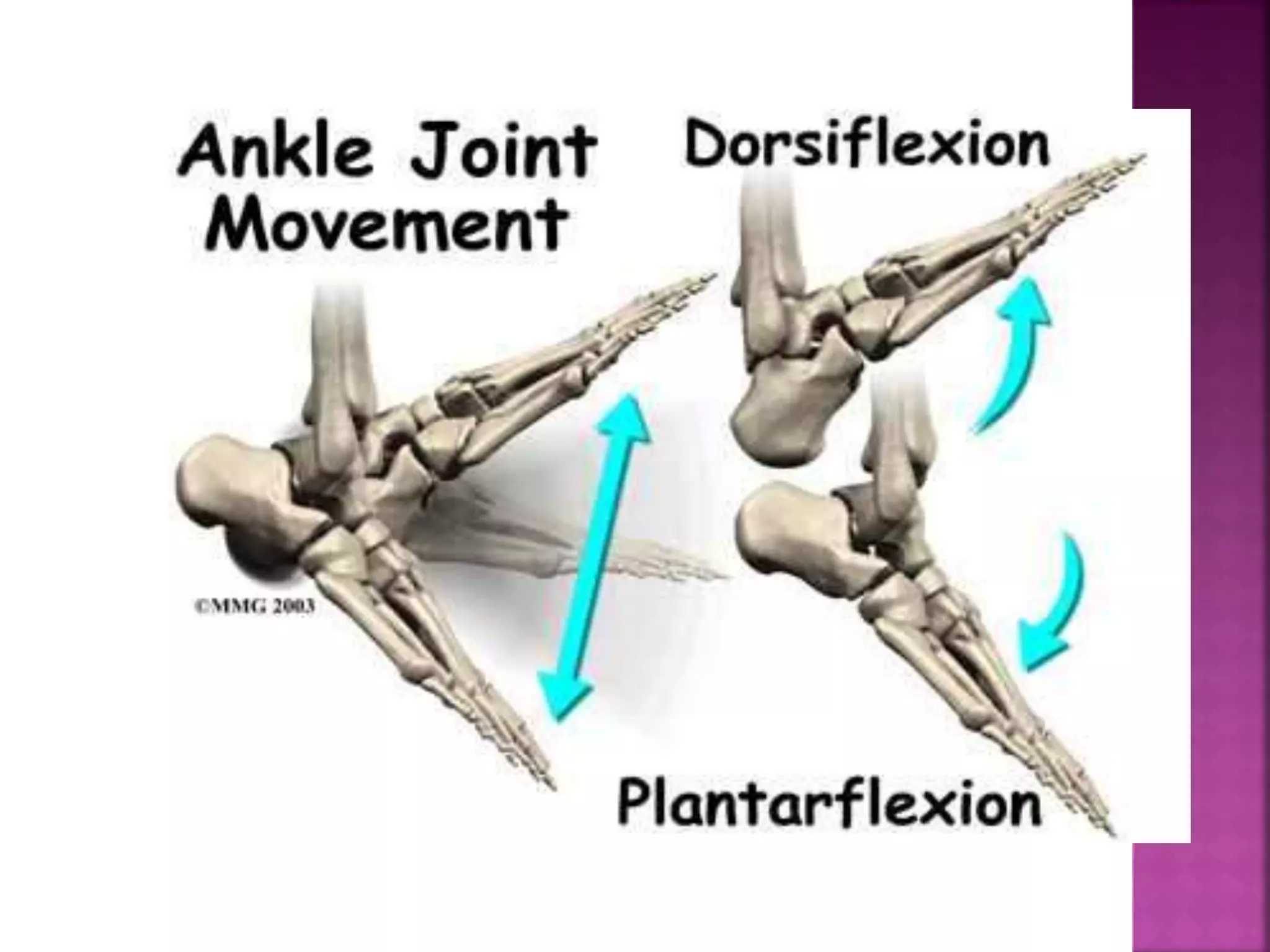 Ankle joint anatomy | PPTX