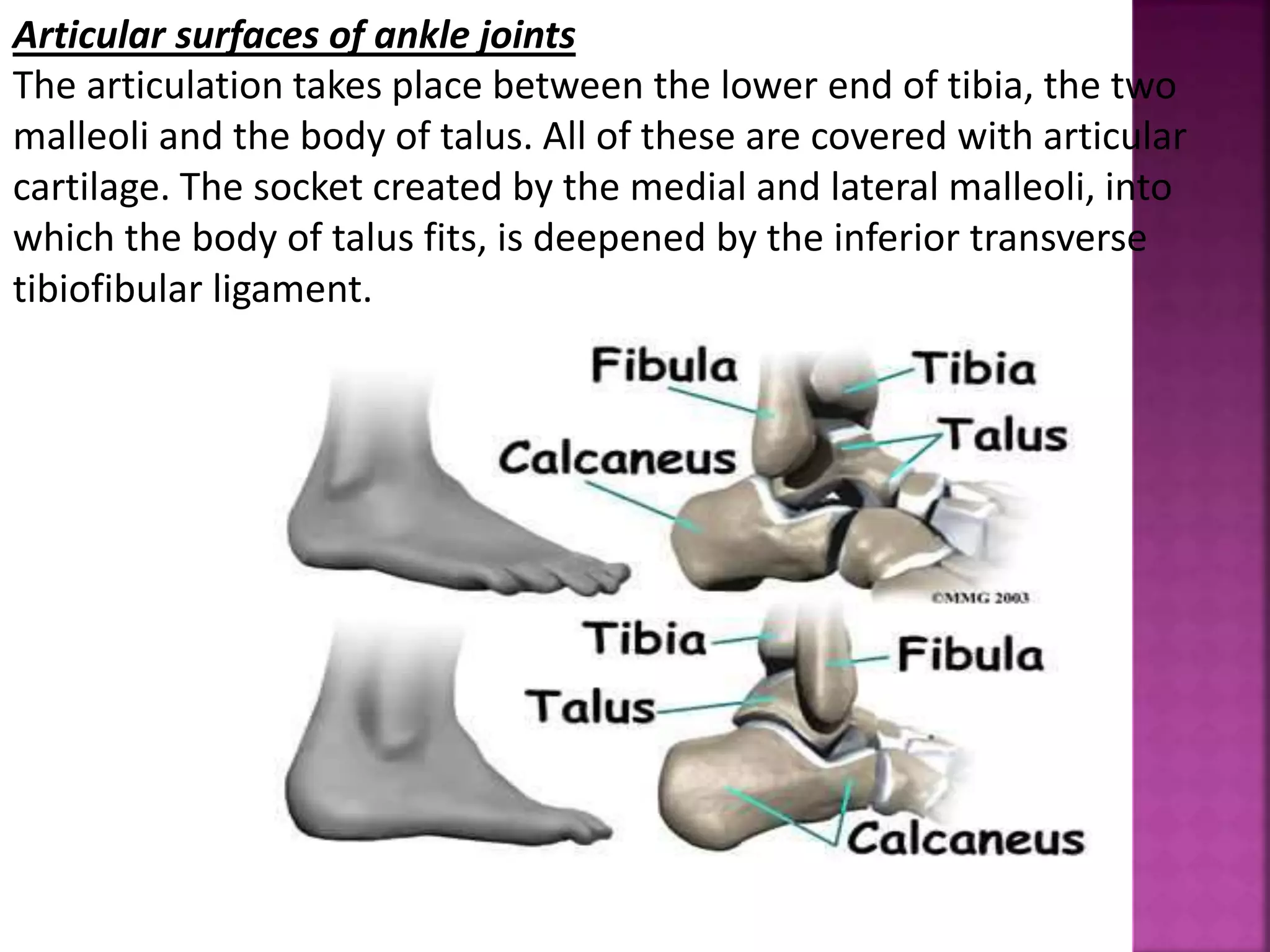Ankle joint anatomy | PPTX