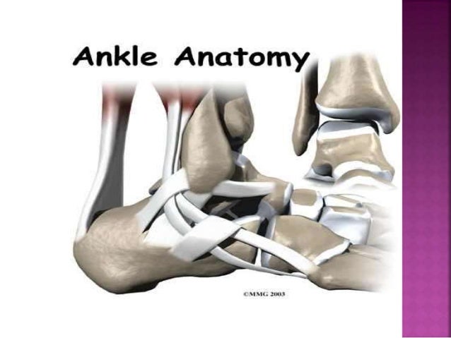Anatomy Of Ankle Joint