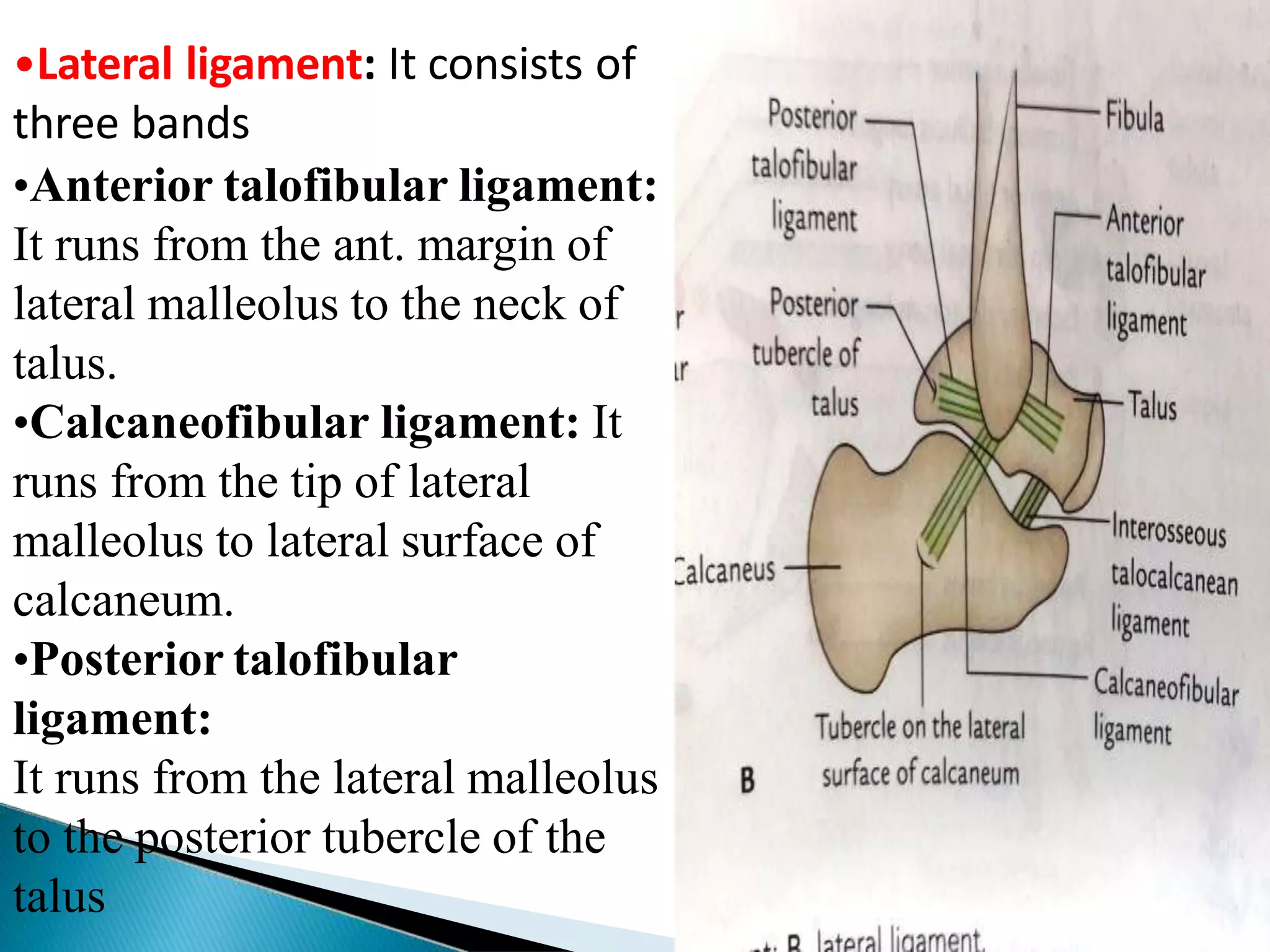 Ankle joint Anatomy.pptx