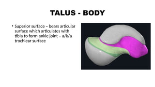 Ankle joint anatomy and biomechanics .pptx