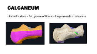 Ankle joint anatomy and biomechanics .pptx