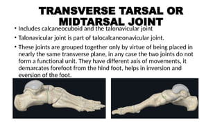 Ankle joint anatomy and biomechanics .pptx