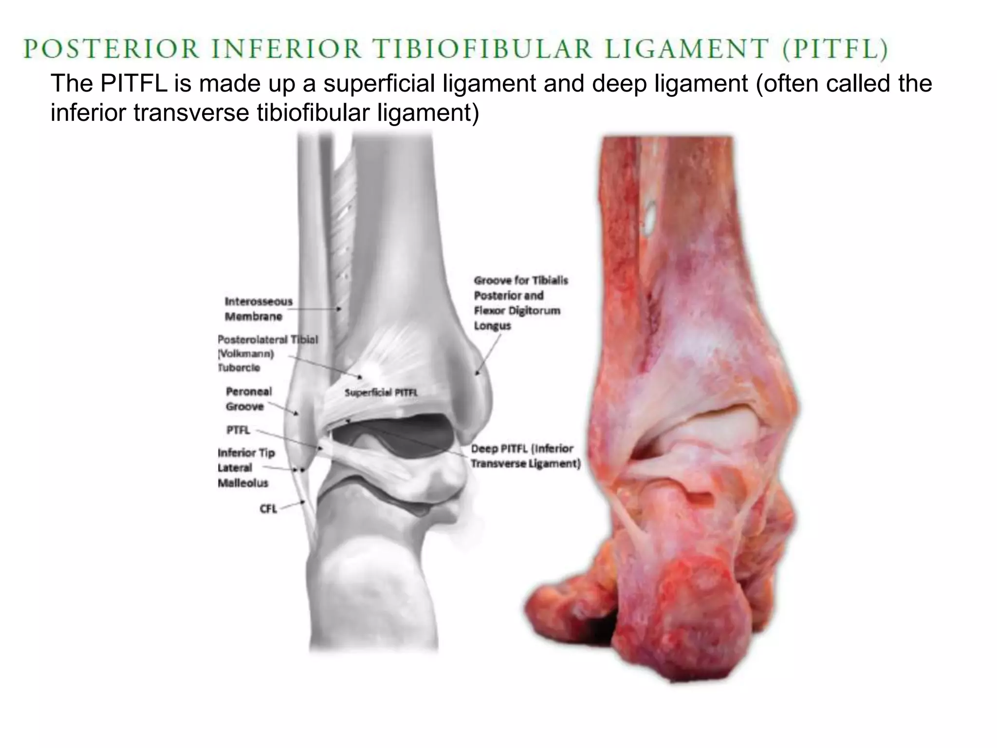 Ankle joint and joints of foot | PPT