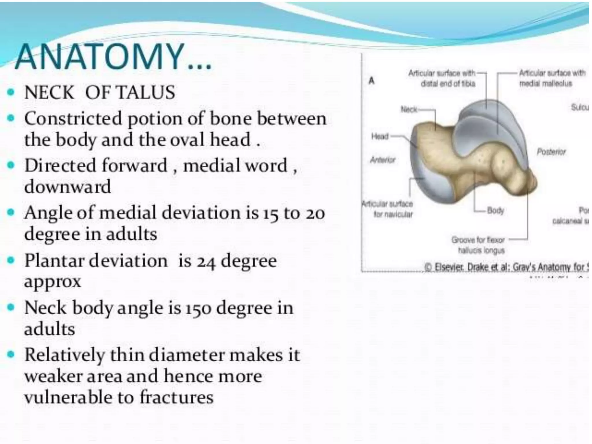 Ankle joint and joints of foot | PPT