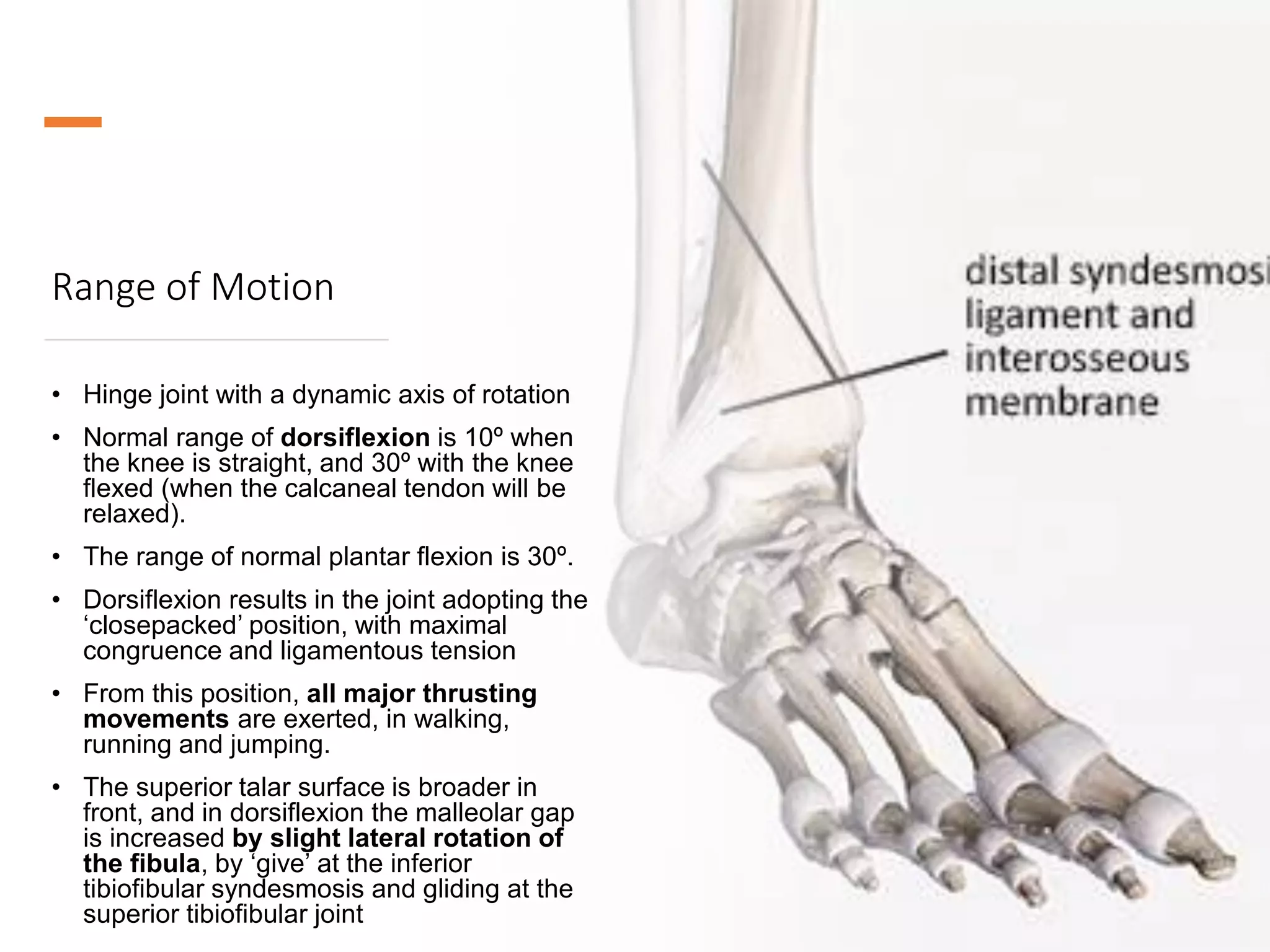 Ankle joint and joints of foot | PPT