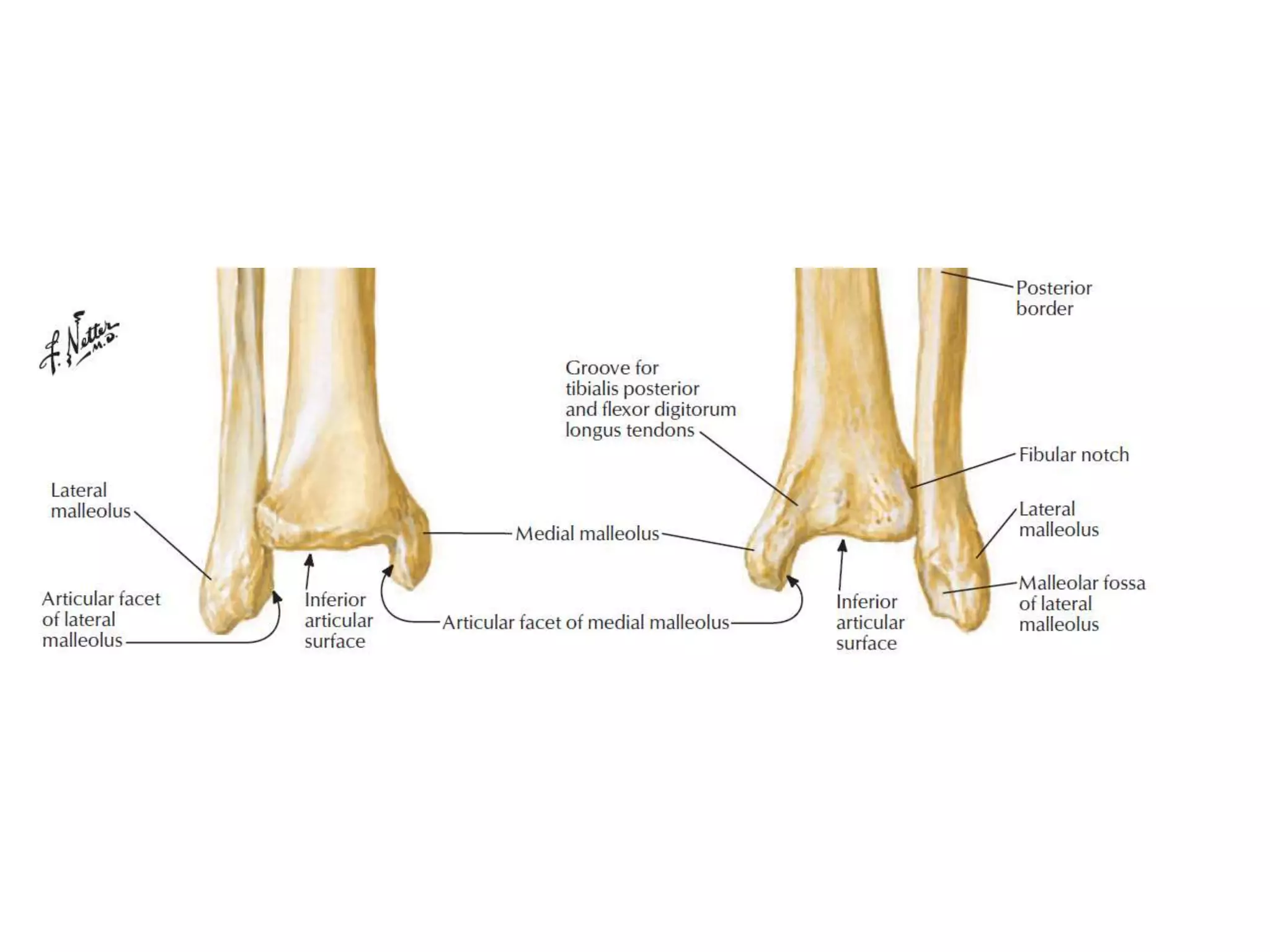 Ankle joint and joints of foot | PPT
