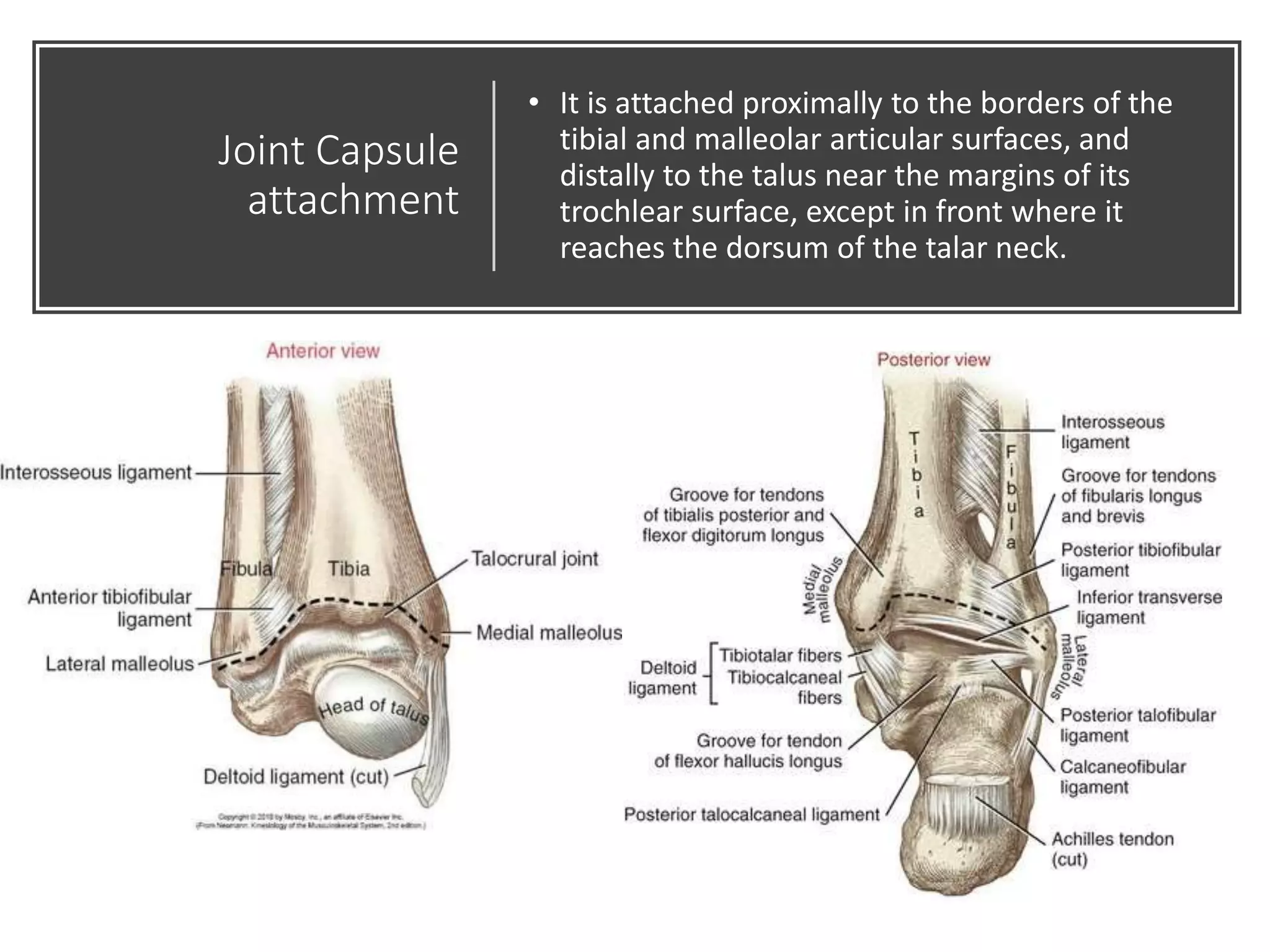 Ankle joint and joints of foot | PPT