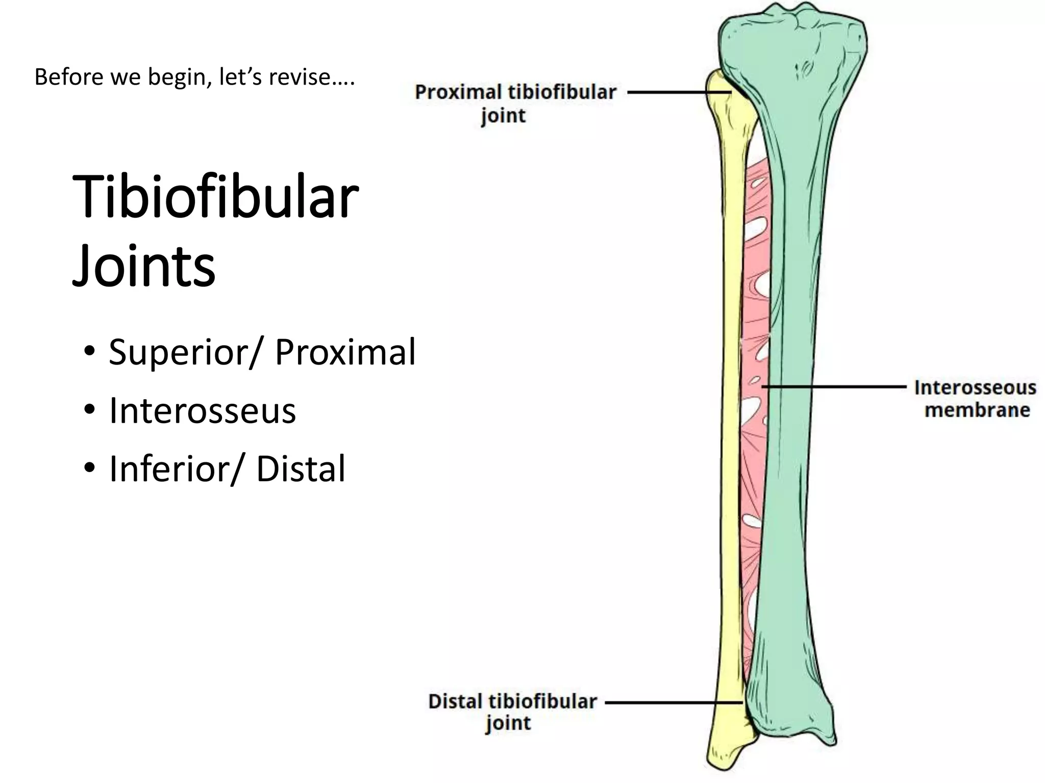 Ankle joint and joints of foot | PPT