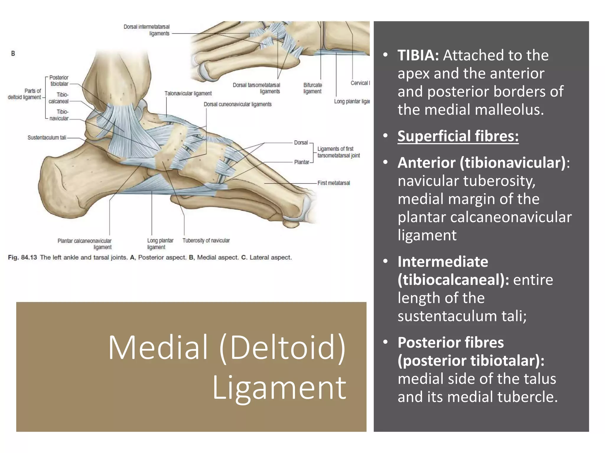 Ankle joint and joints of foot | PPT