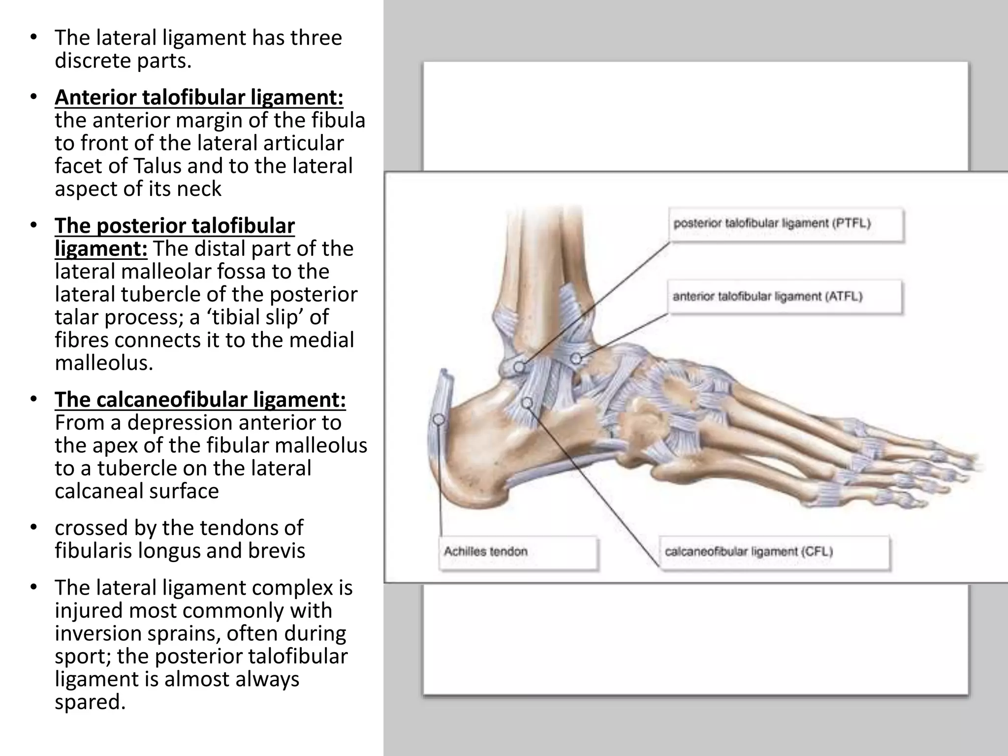 Ankle joint and joints of foot | PPT