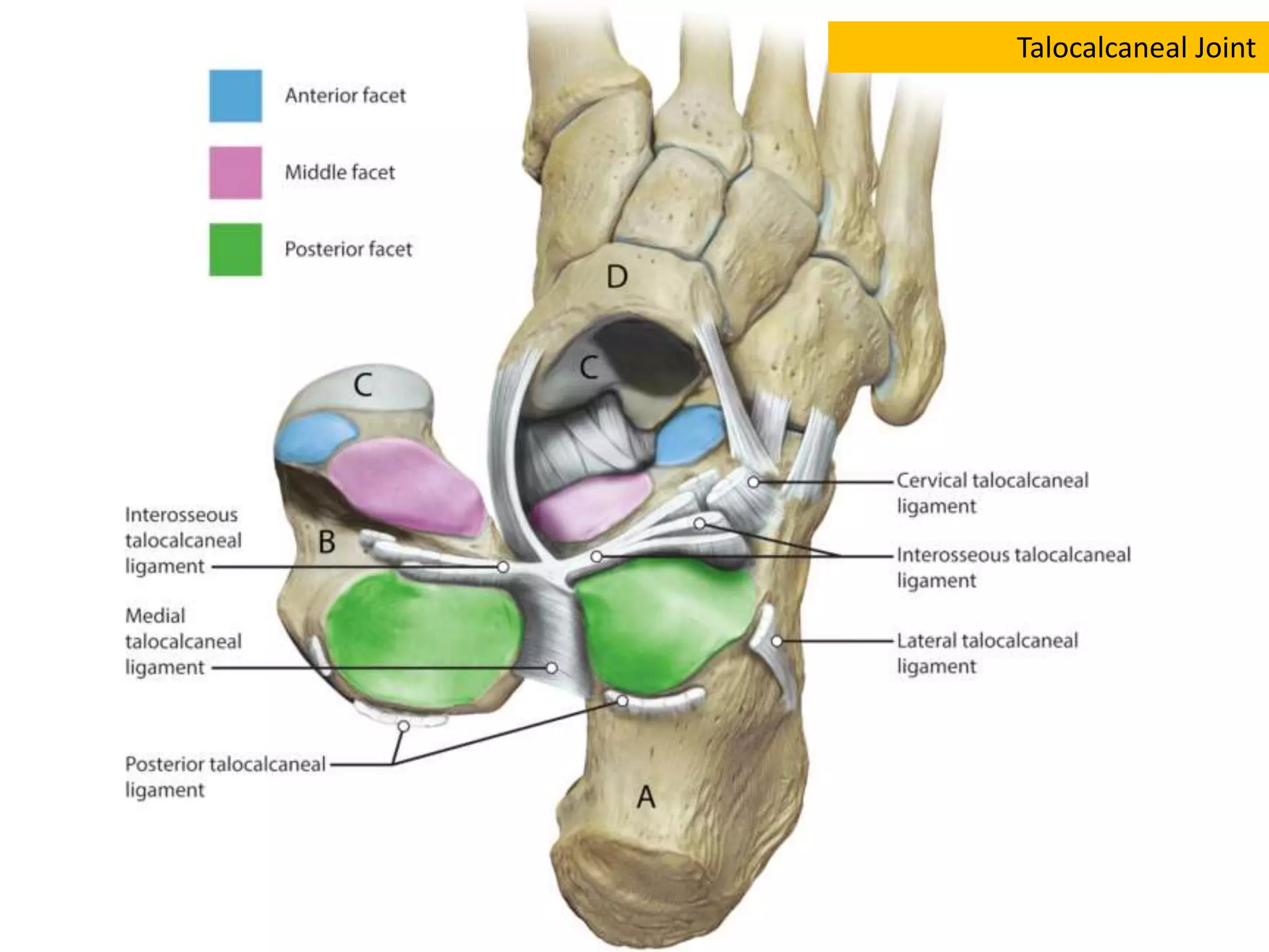 Ankle joint and joints of foot | PPT