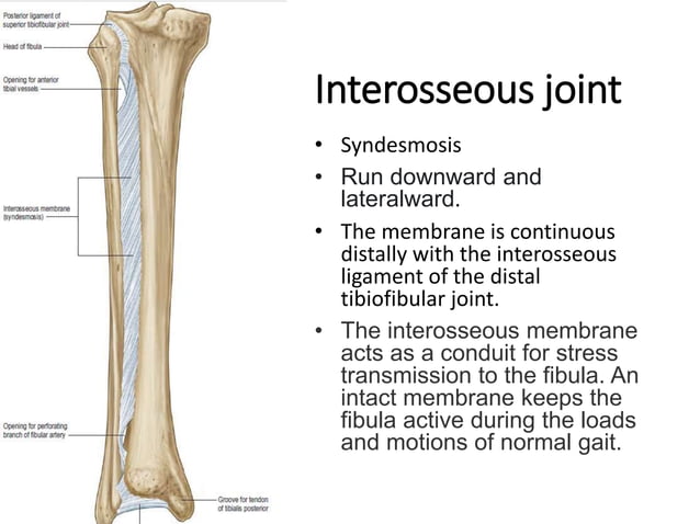 Ankle joint and joints of foot | PPT