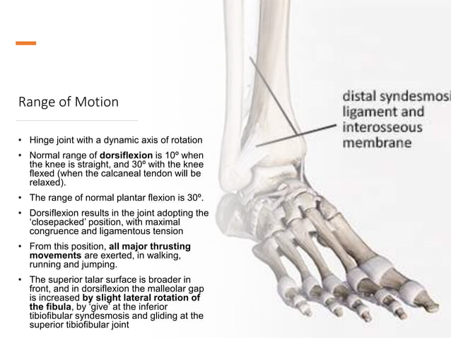 Ankle joint and joints of foot | PPT