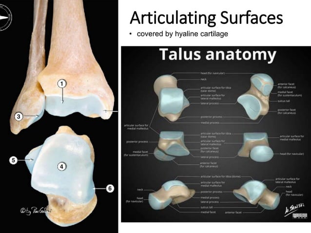 Ankle joint and joints of foot | PPT