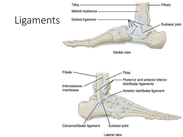 Ankle joint and joints of foot | PPT