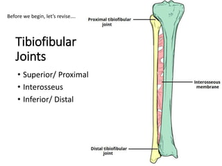 Ankle joint and joints of foot | PPTX
