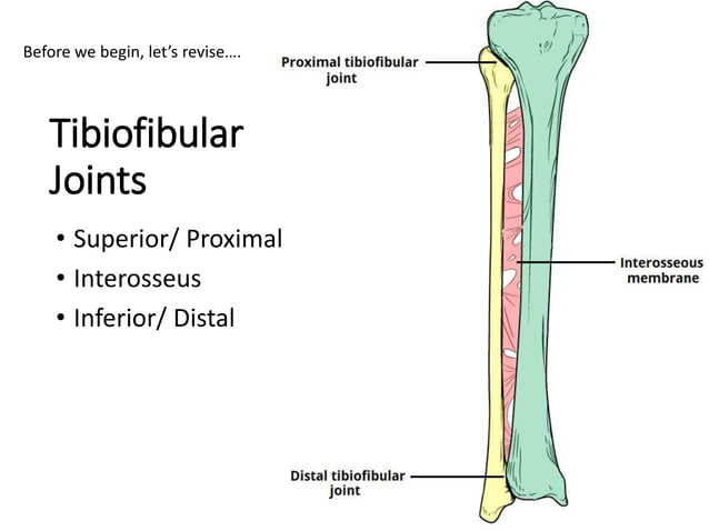 Ankle joint and joints of foot | PPT