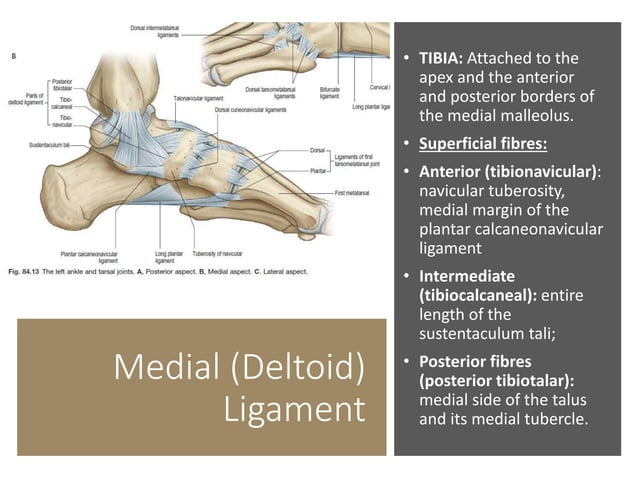 Ankle joint and joints of foot | PPT