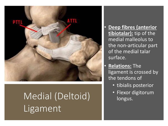 Ankle joint and joints of foot | PPT