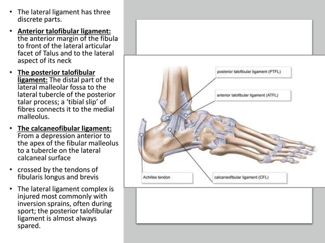 Ankle joint and joints of foot | PPT