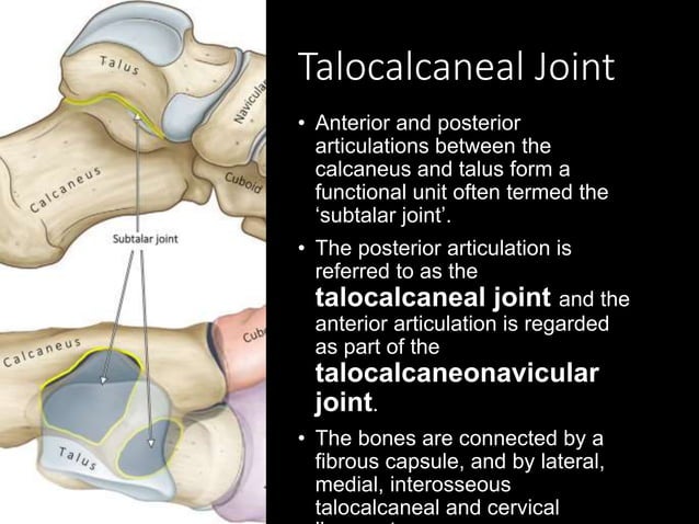 Ankle joint and joints of foot | PPT