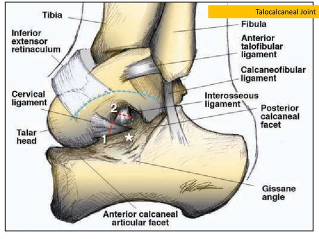 Ankle joint and joints of foot | PPT