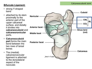 Ankle joint and joints of foot | PPTX