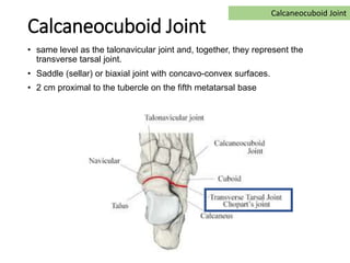 Ankle joint and joints of foot | PPT