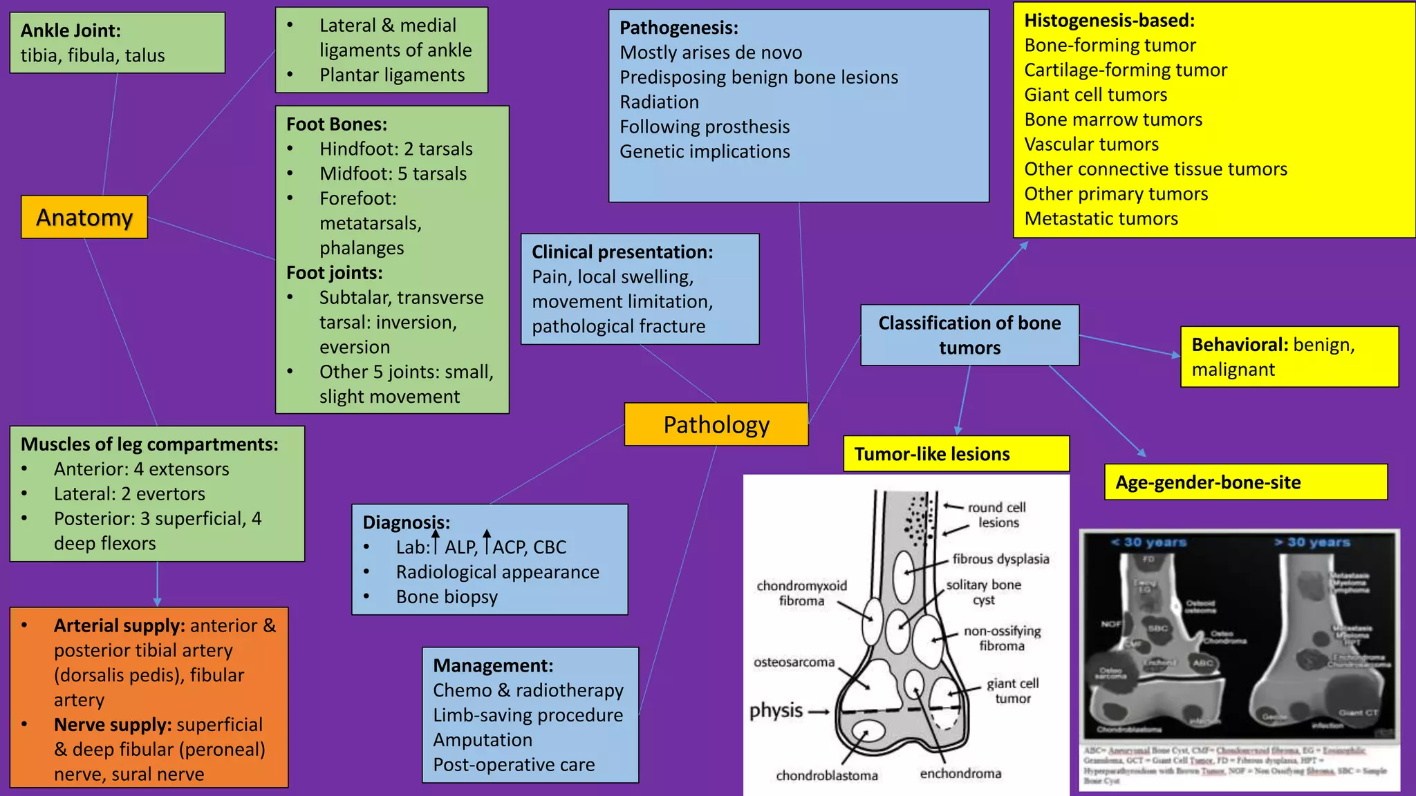 Ankle joint & bones of foot | PPTX